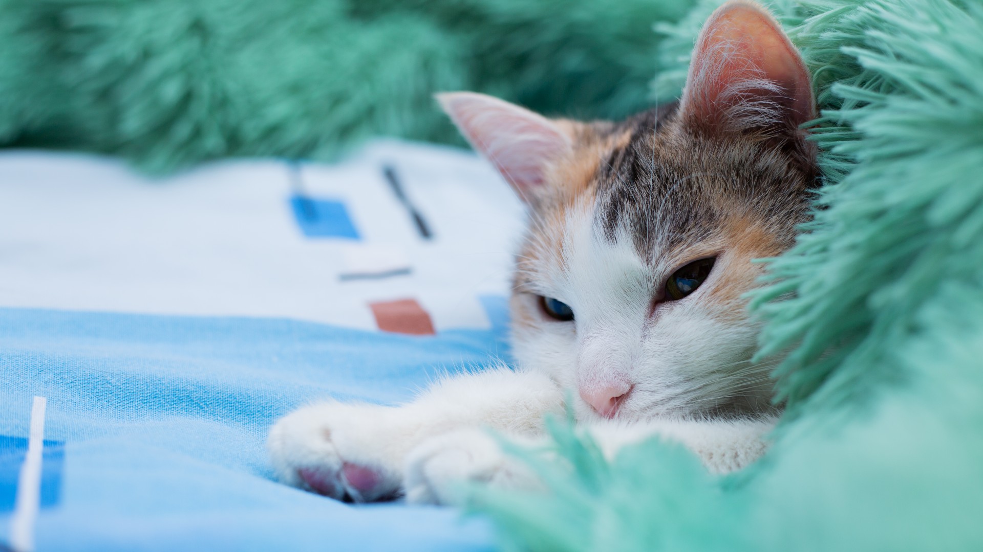 Just Cats Veterinary Hospital FAQs