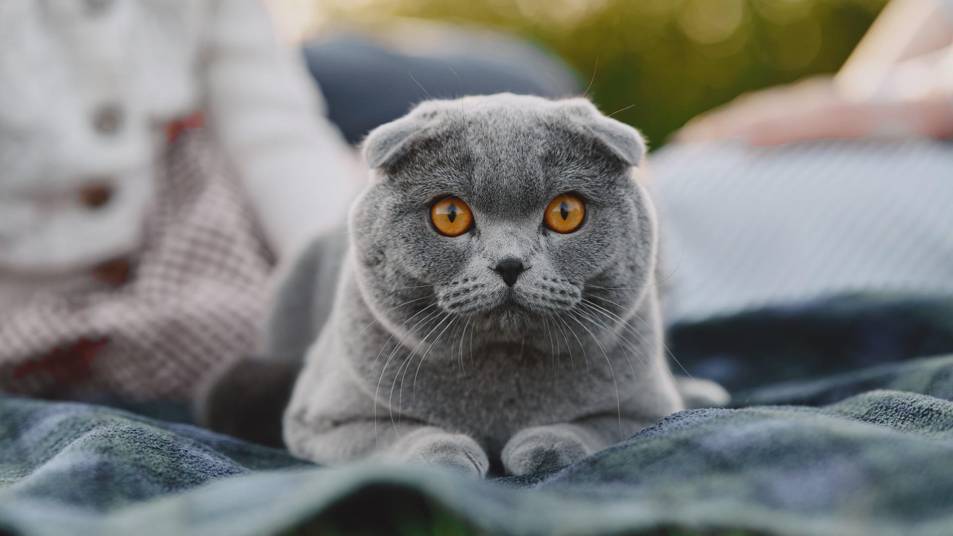 Cat Resource Library | Just Cats Veterinary Hospital