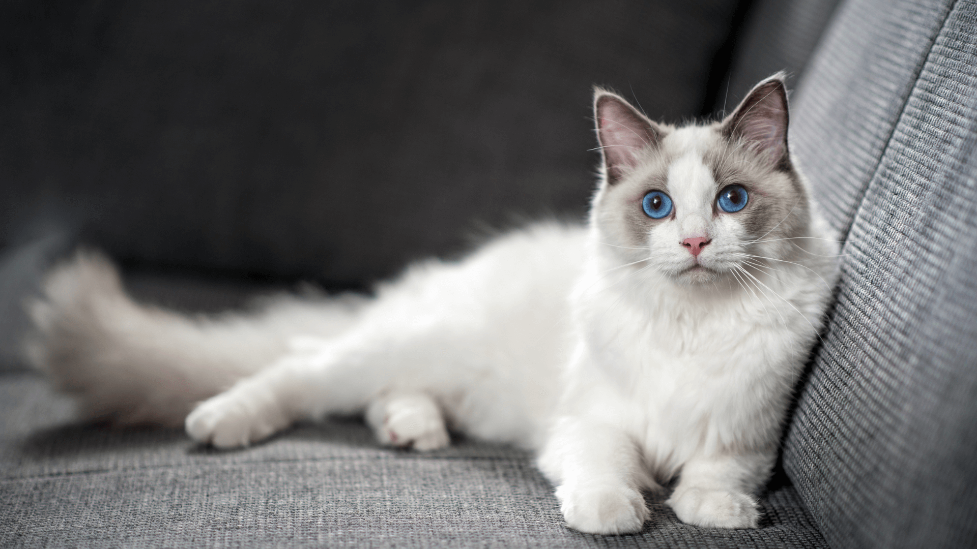 Best Cat Veterinary Hospital In Stamford, CT | Just Cats Vet